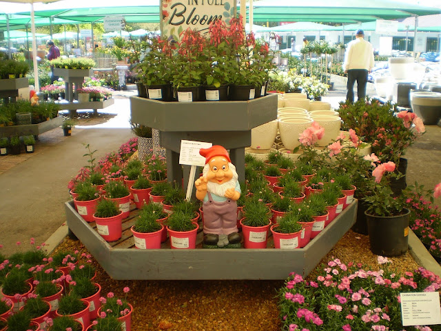 Stodels Kenilworth - Feast for the eye... - Blue Poinsettia