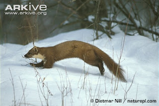 4th Grade Times: Pine Marten