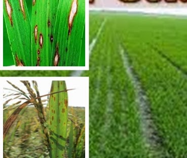 Penyuluh Pertanian Warudoyong: Penyakit Blast (Pyricularia Oryzae) Pada ...