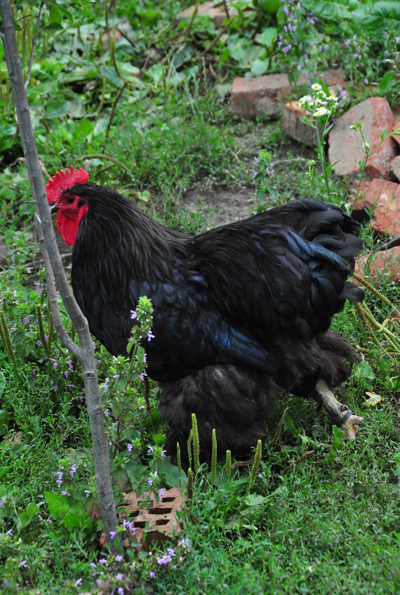 Gaini de Rasa - Calin 0727.741.705: COCHINCHINA URIAȘ NEGRU