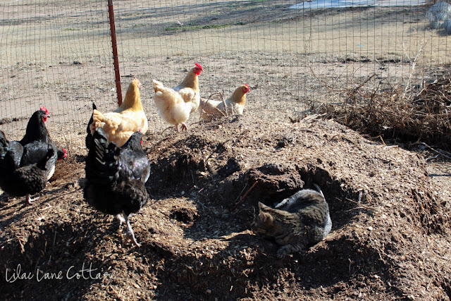 .Lilac Lane Cottage: Early February On The Farm