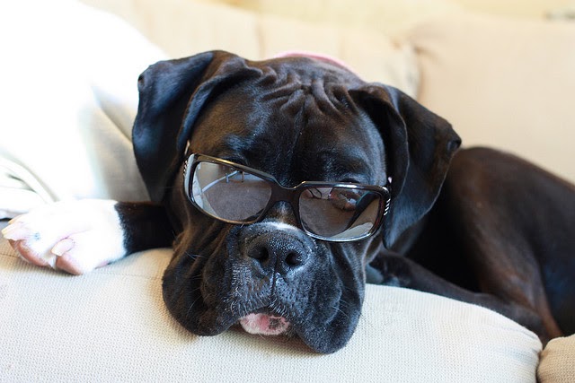 Dogs in Shades | The Ark In Space