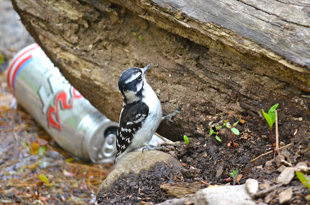 Snapshots of Nature: Trash Birds