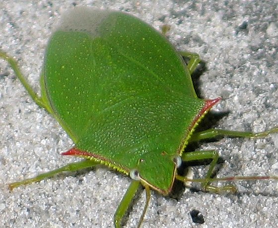 Green Stink Bug - Insects Morphology