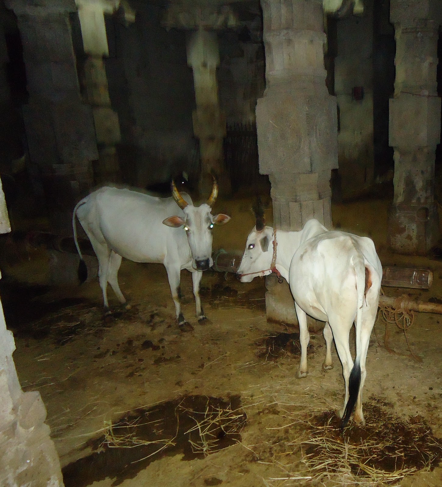tamilnadu-regional-cattle-tamilnadu-cattle-breeds
