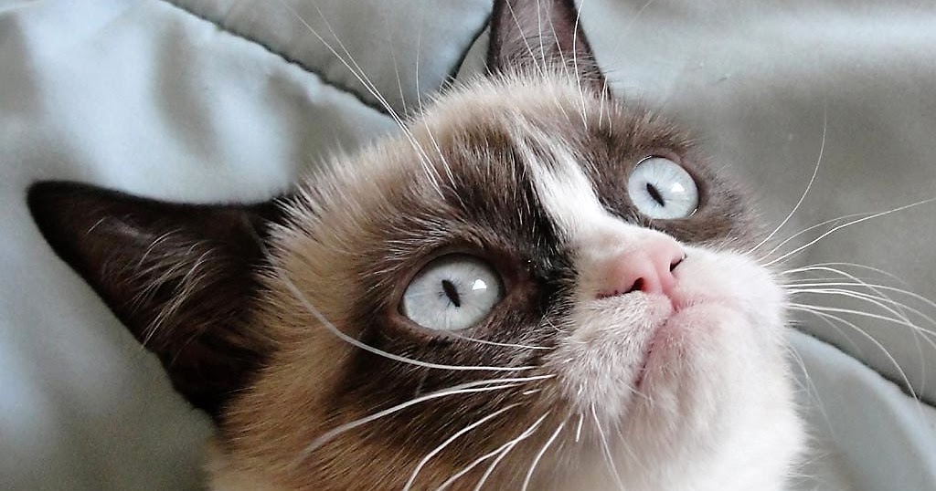 Fieggentrio: Meme katten