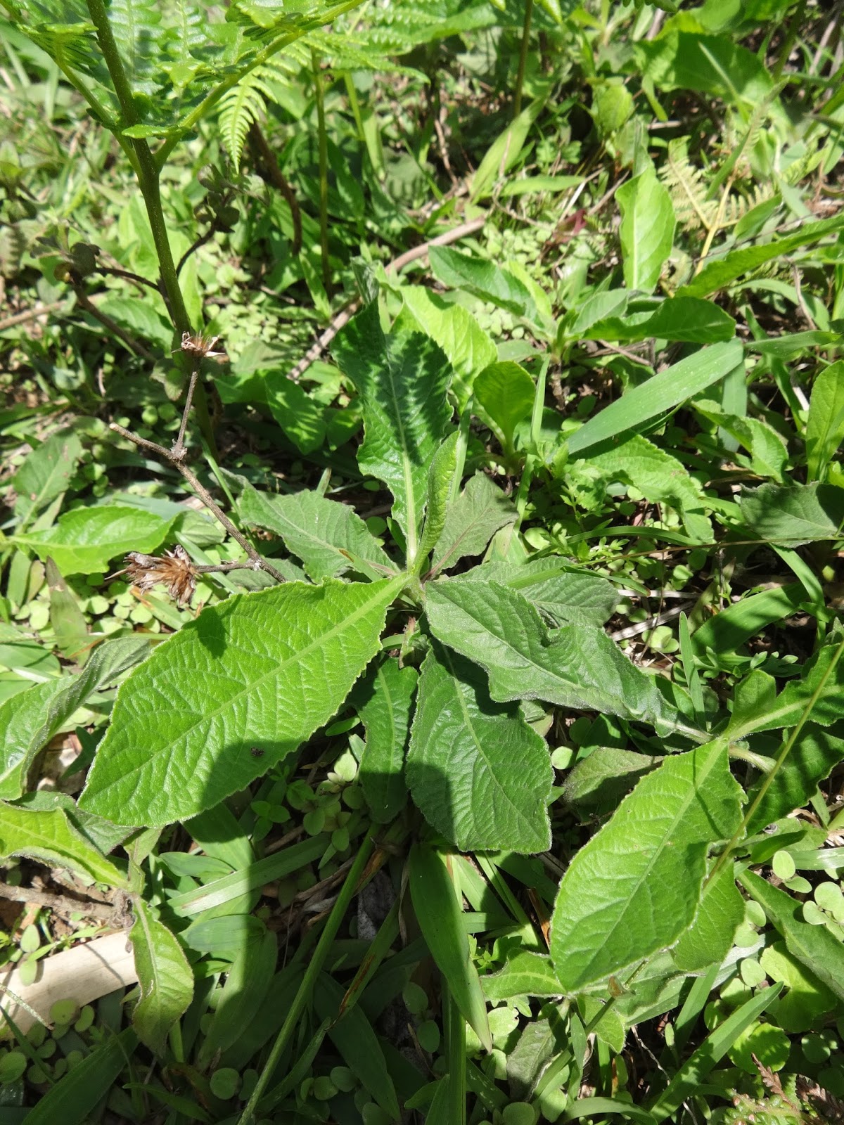 Herbs from Distant Lands: Elephantopus scaber, Elephantopus mollis ...