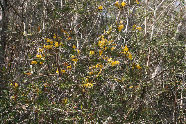 Native Florida Wildflowers: Swamp Jessamine - Gelsemium rankinii