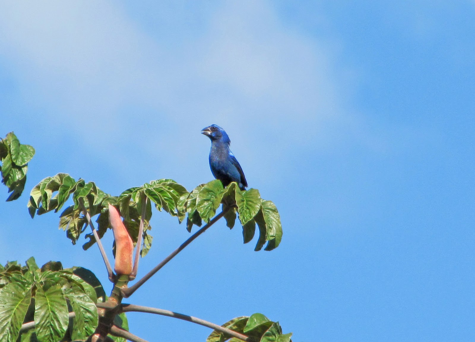 Avifauna da Fazenda Larga: Azulão