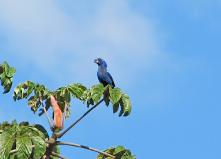 Avifauna da Fazenda Larga: Azulão