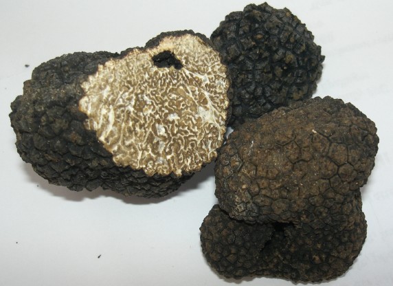 JAMUR TRUFFLE YANG MAHAL DAN LANGKA | Tips Petani