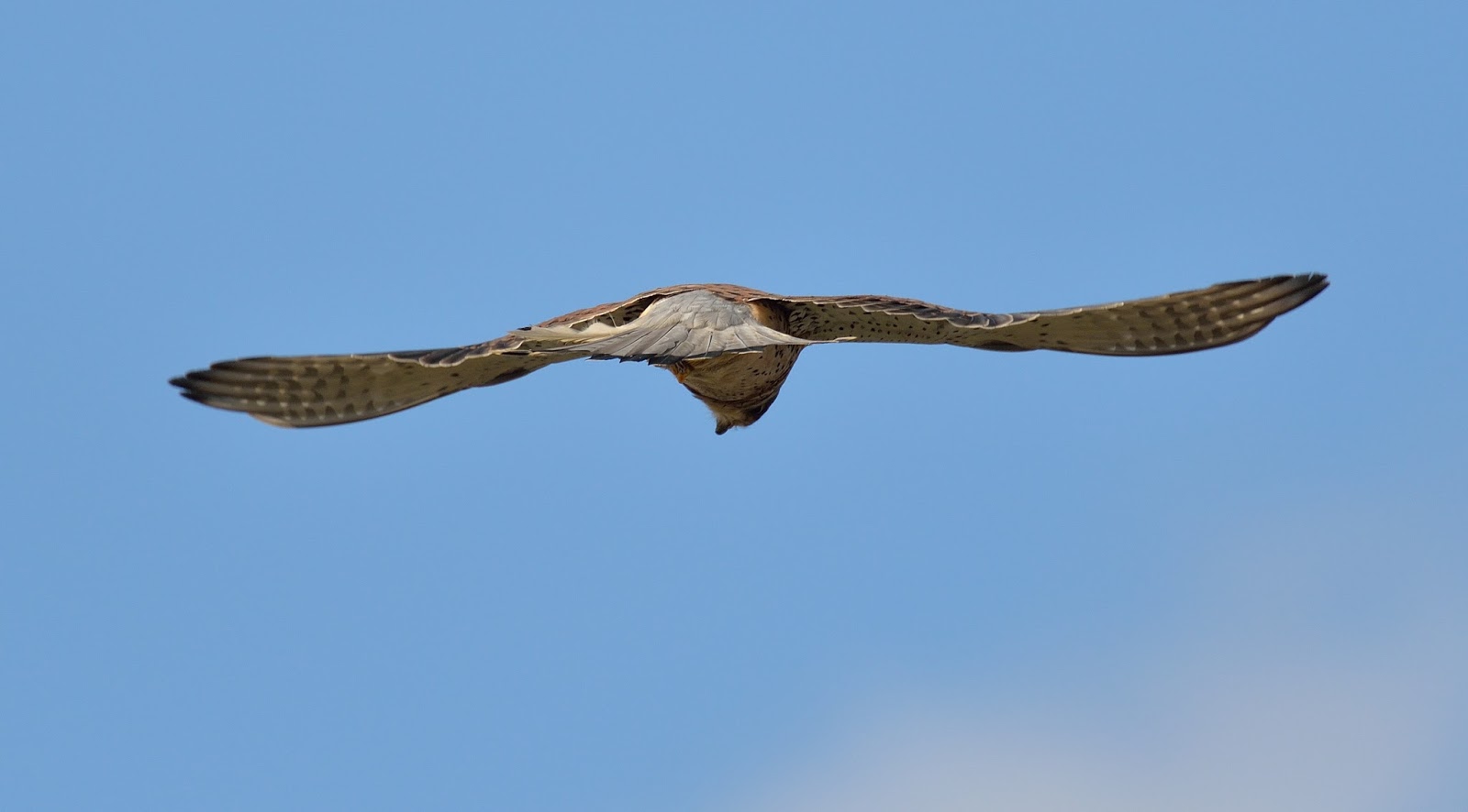 Bob's Butterfly and Bird Blog: Male Windhover.