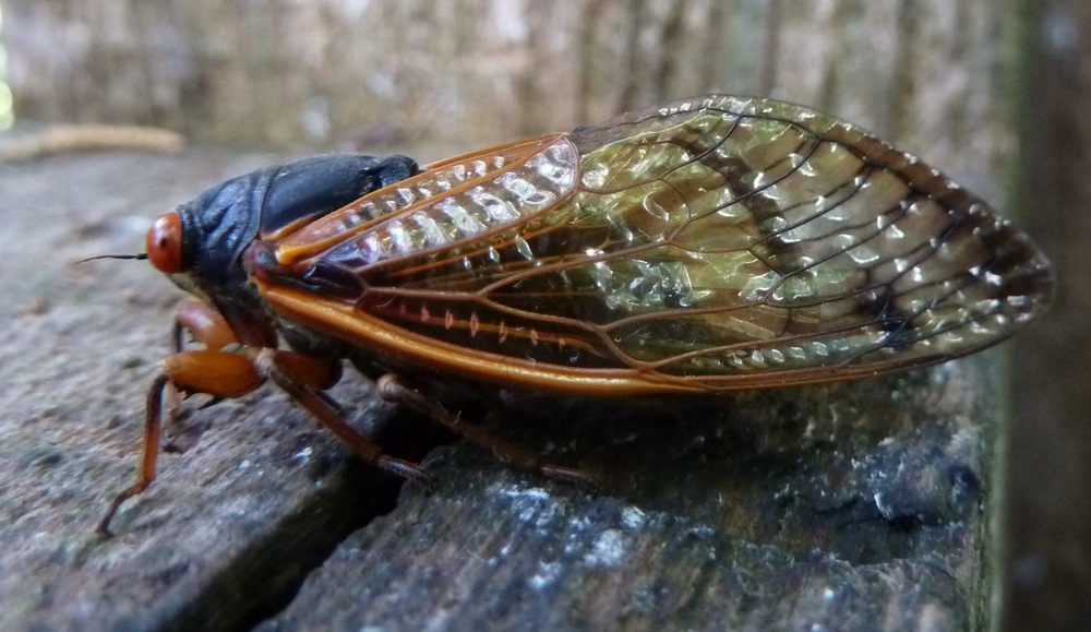 Springfield Plateau: Periodical Cicadas II