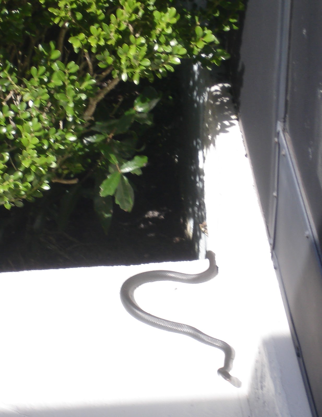 Blue Starr Gallery: A Snake Walk