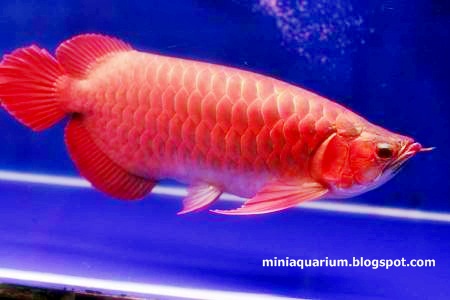 Sukses Merawat Arwana