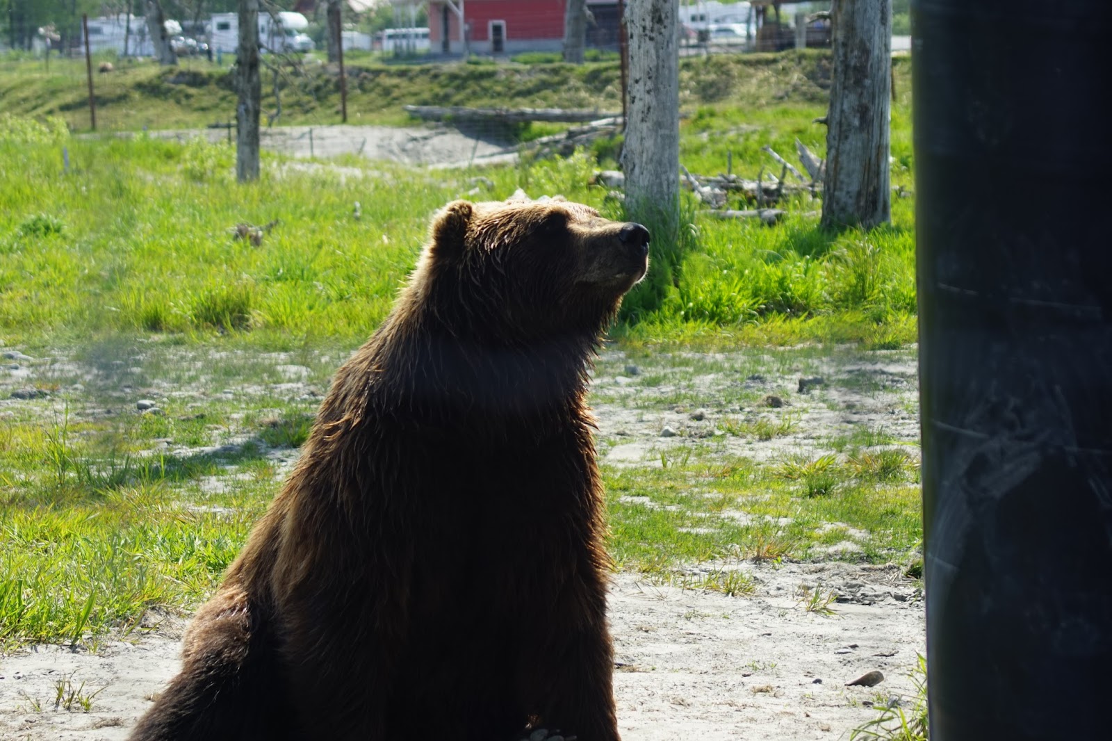 Lost But Loving It...In Alaska!: The End of an Em-bear-assing amount of ...
