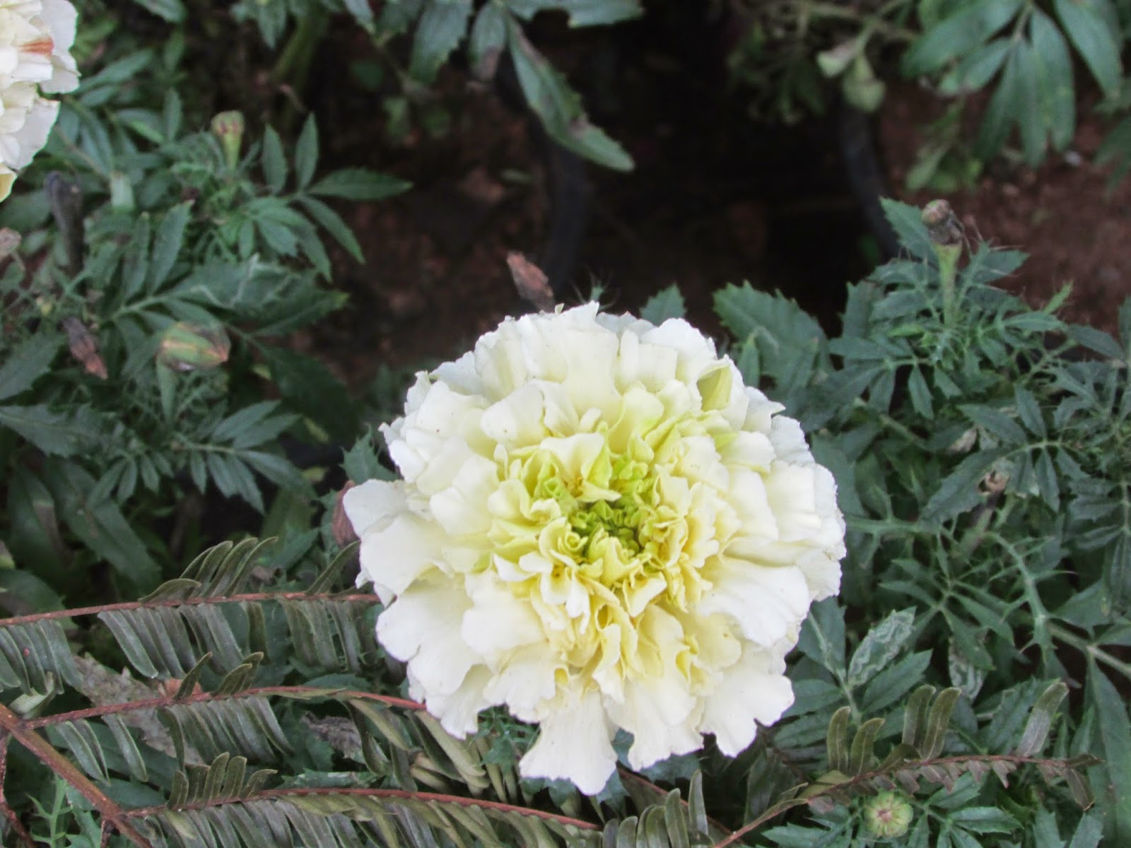 Tamilnadu Tourism: Rose Garden, Yercaud