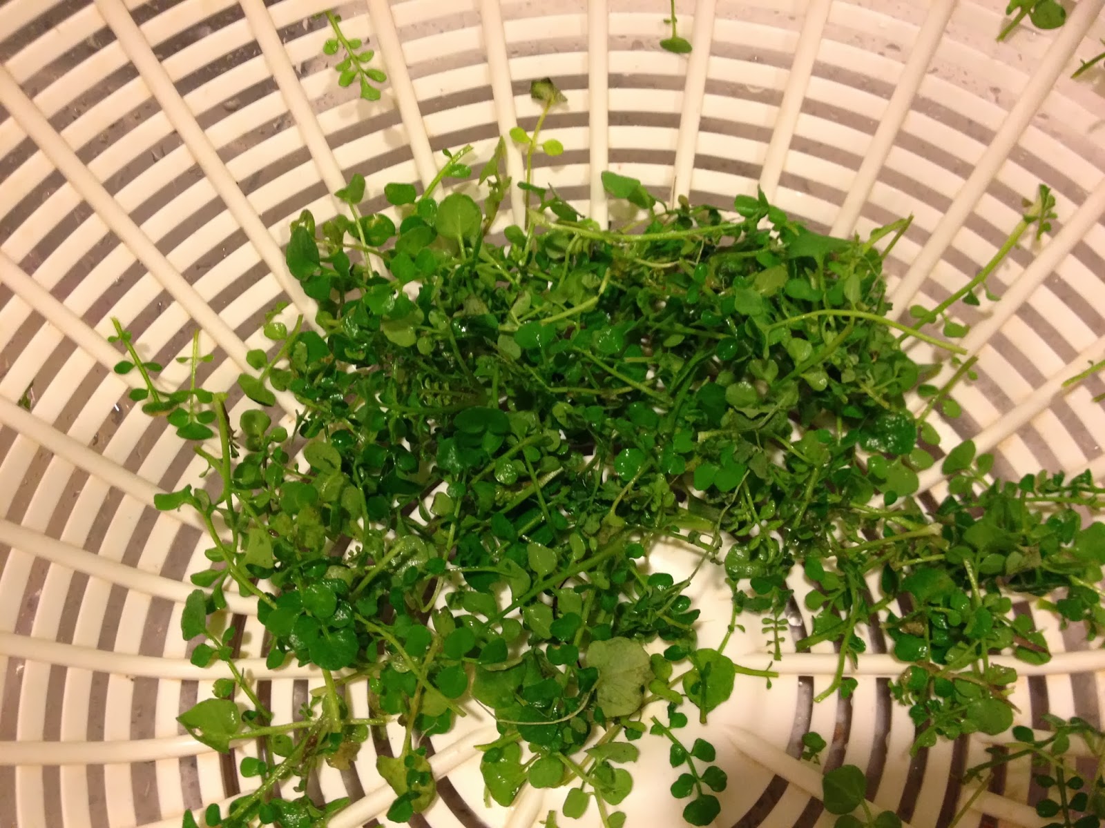 Fresh Start Cooking: Shot Weed - as Local as it Gets