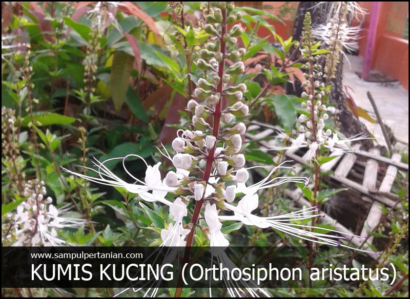 10 Manfaat dari KUMIS KUCING beserta tips membuat ramuannya - Sampul ...