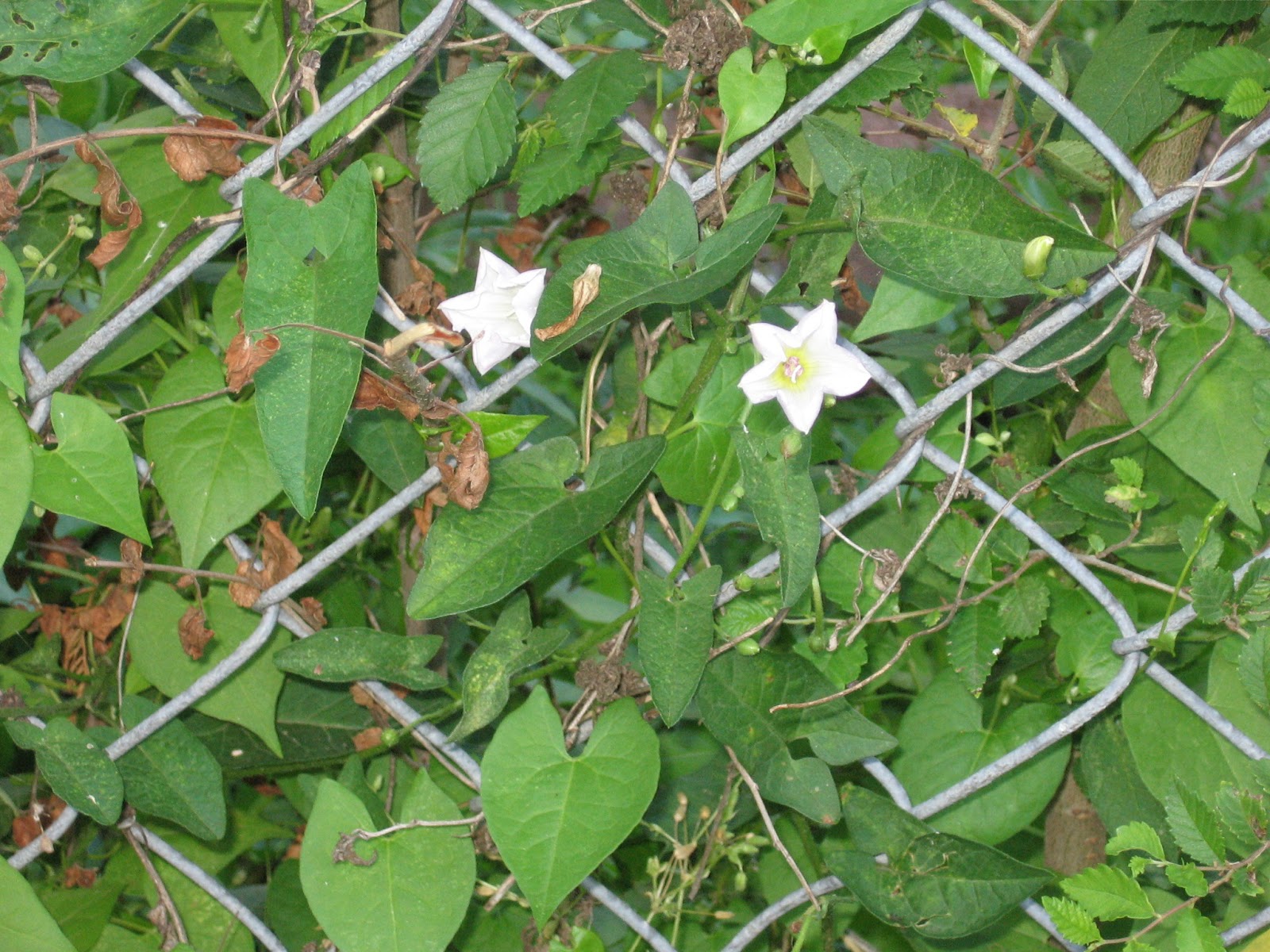 Kansas Gardener: War on Weeds: Bindweed