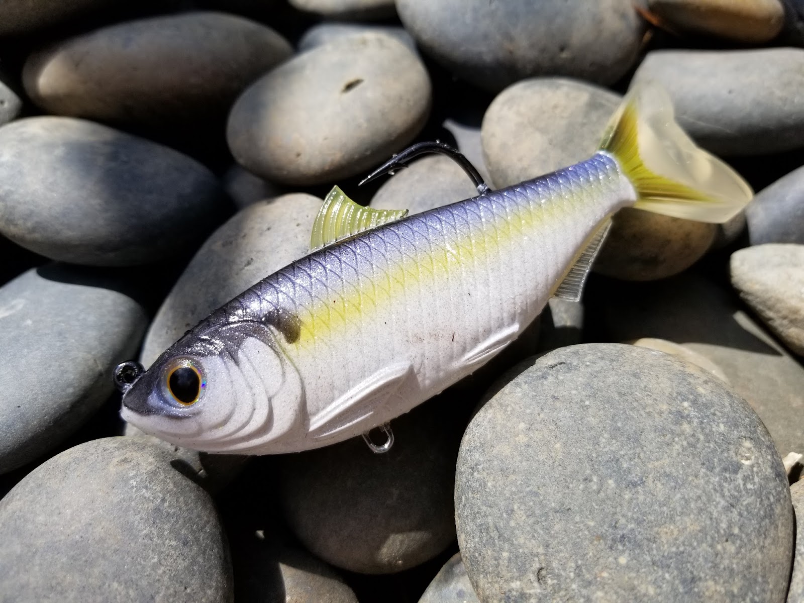 TOP 3 TIMES TO FISH THE LIVETARGET THREADFIN SHAD - DFDFGDGDG