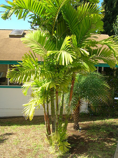 elarbolmiamigo-encinarosa: Ptychosperma macarthurii - Palmera de MacArthur