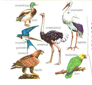 ¿Cuales son los animales oviparos? : Animales oviparos