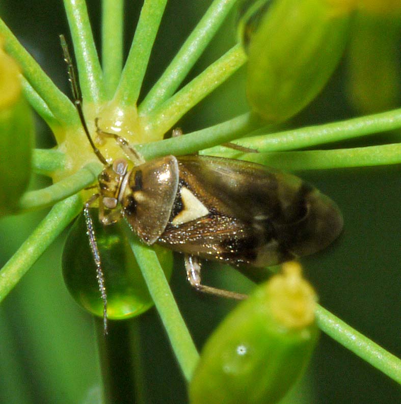 CABINET OF CURIOSITIES: Mirid bugs...