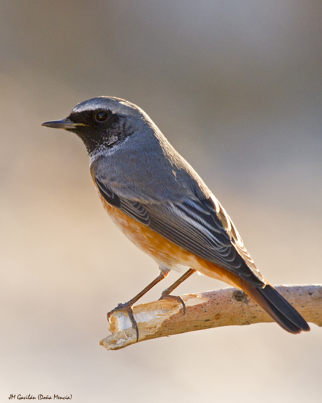 Fotografía de Naturaleza - JM Gavilán: Colirrojo real (Phoenicurus ...