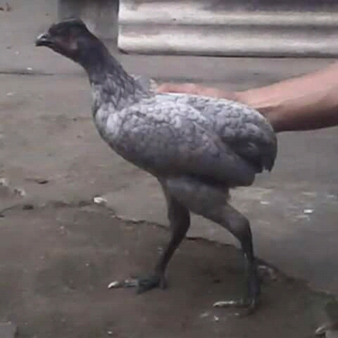 Ayam kampung tanpa ekor (sanhkur) - IDNFARMERS