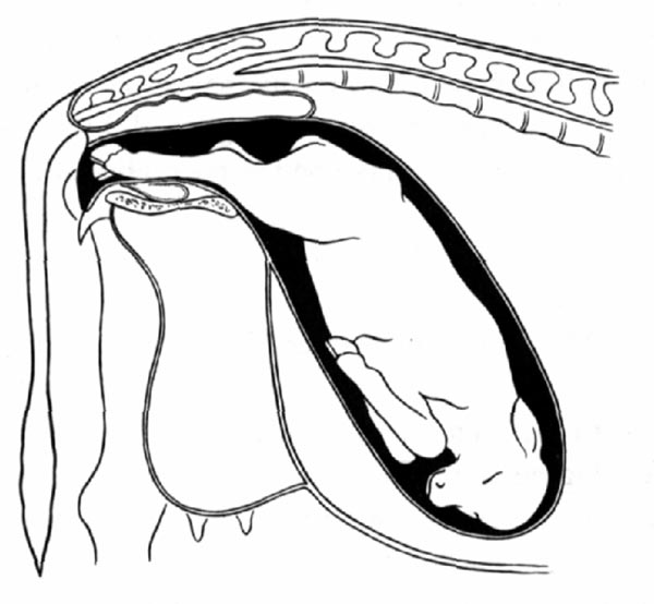 Basics of Calving for Beginners - Vet in Training