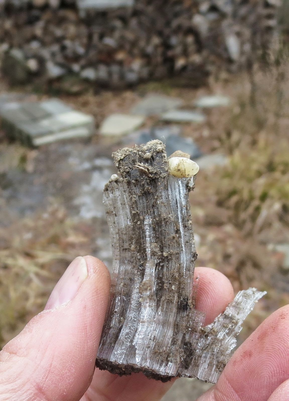 Princeton Nature Notes: Needle Ice Creates a Vaulted Pebble Palace