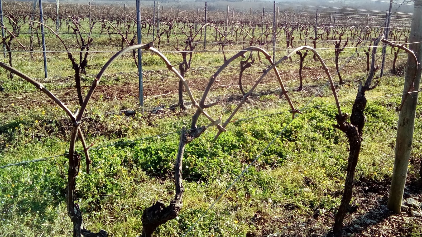 Au jardin d'Aurore: Les vignes dans la région de Cognac