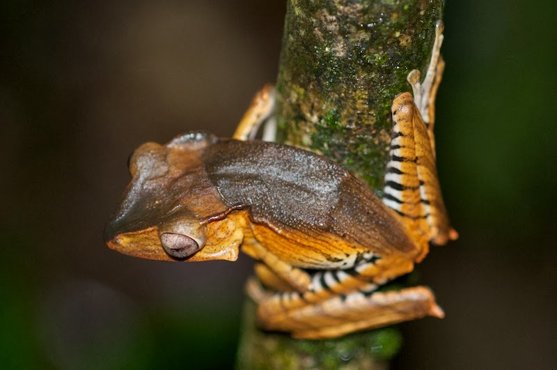 A Wandering Naturalist: Sarawak: Around the Frog Pond