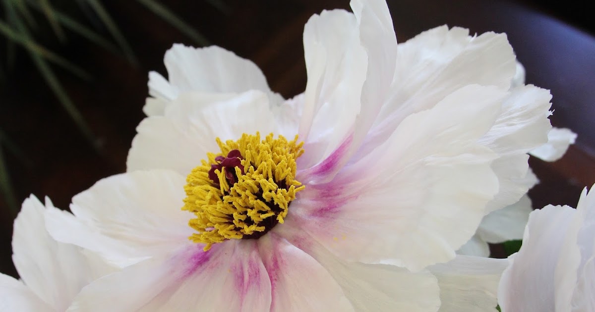 TREE PEONIES - The Queens of the spring garden - Sowing the Seeds