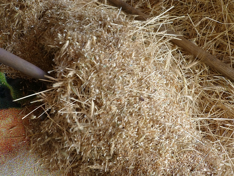 Rural Revolution: Threshing wheat