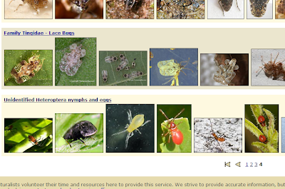 It's Not Work, It's Gardening!: How I identify bugs