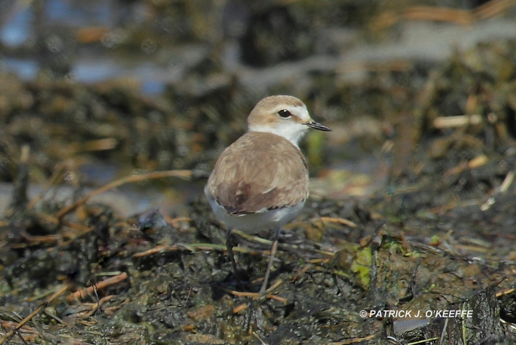 Raw Birds: KENTISH PLOVER (Female) Charadrius alexandrinus BSPB, Poda ...