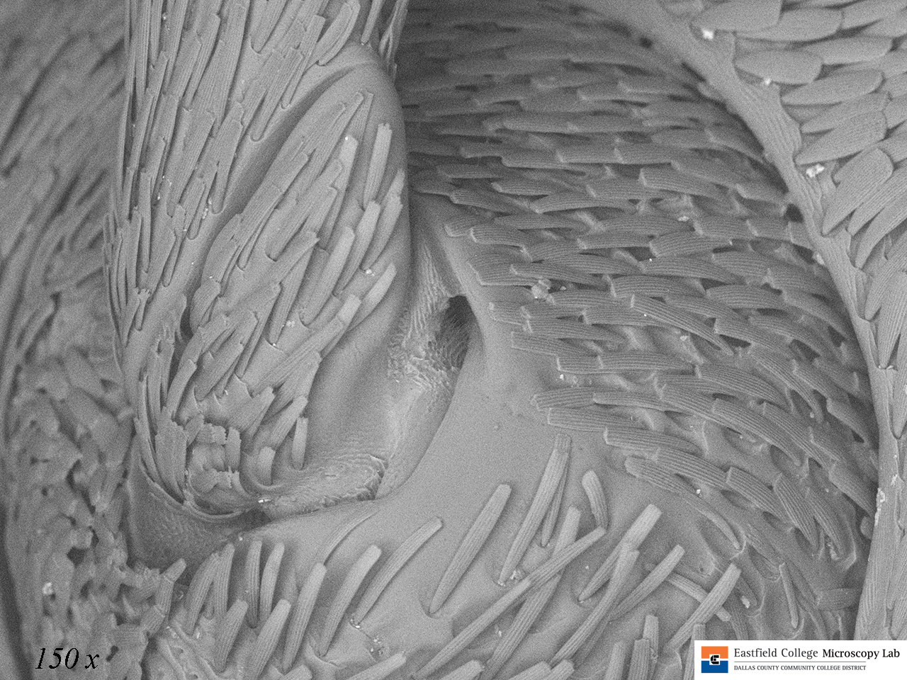 Scanning Electron Microscope Blog: The Acorn Weevil, the Creature ...