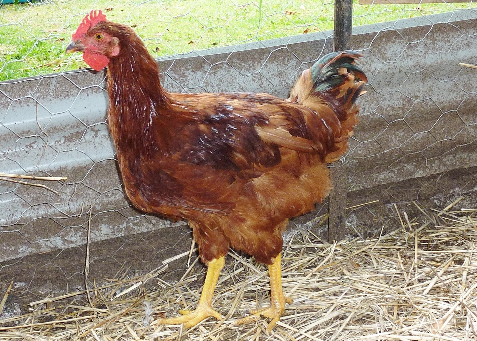 Mountain Wildlife: It's that crazy chook lady again.....!