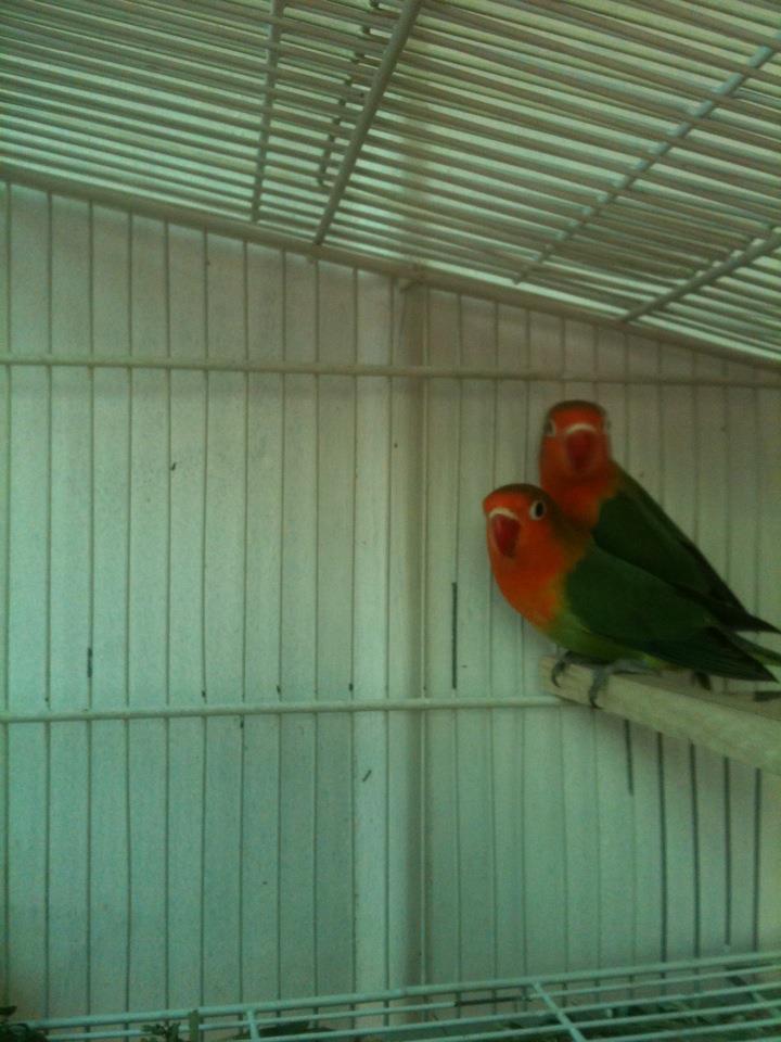 agapornis un mundo de colores: fischer verde jade