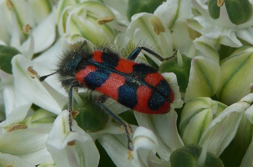 Le jardin des couronnes : Le clairon des abeilles