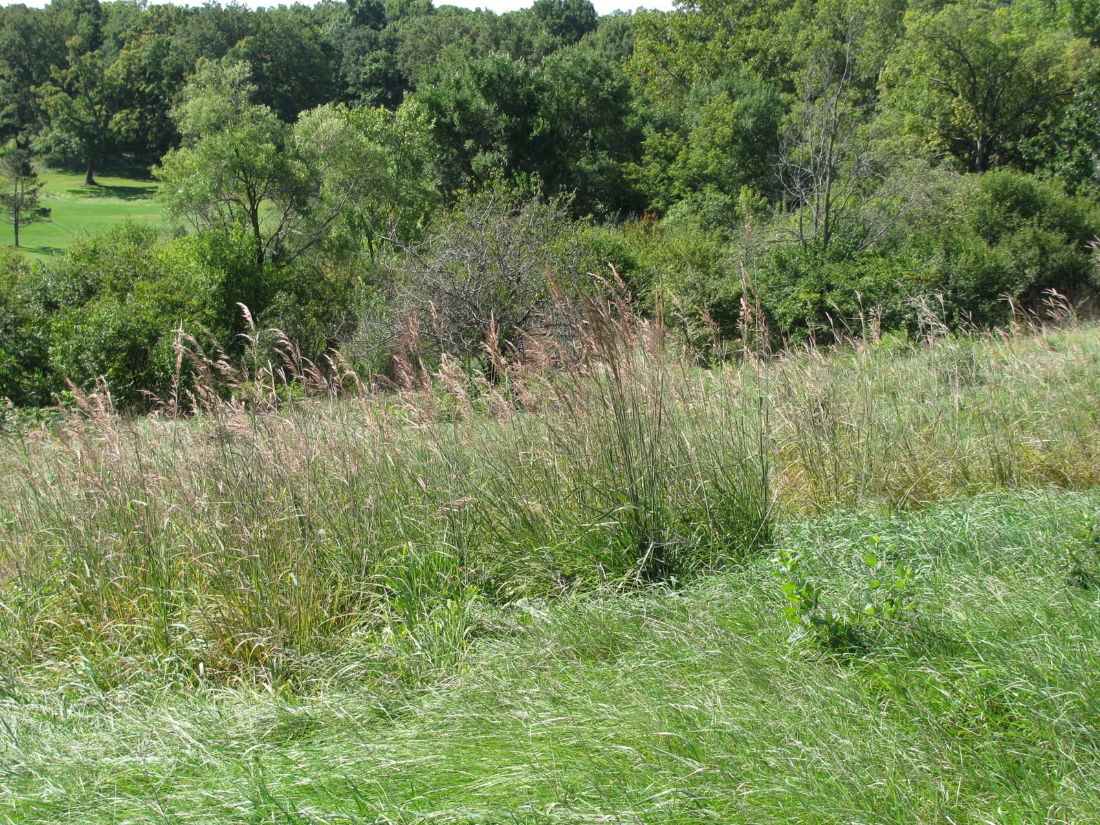 The Nature of Golf in Ann Arbor: Native grasses