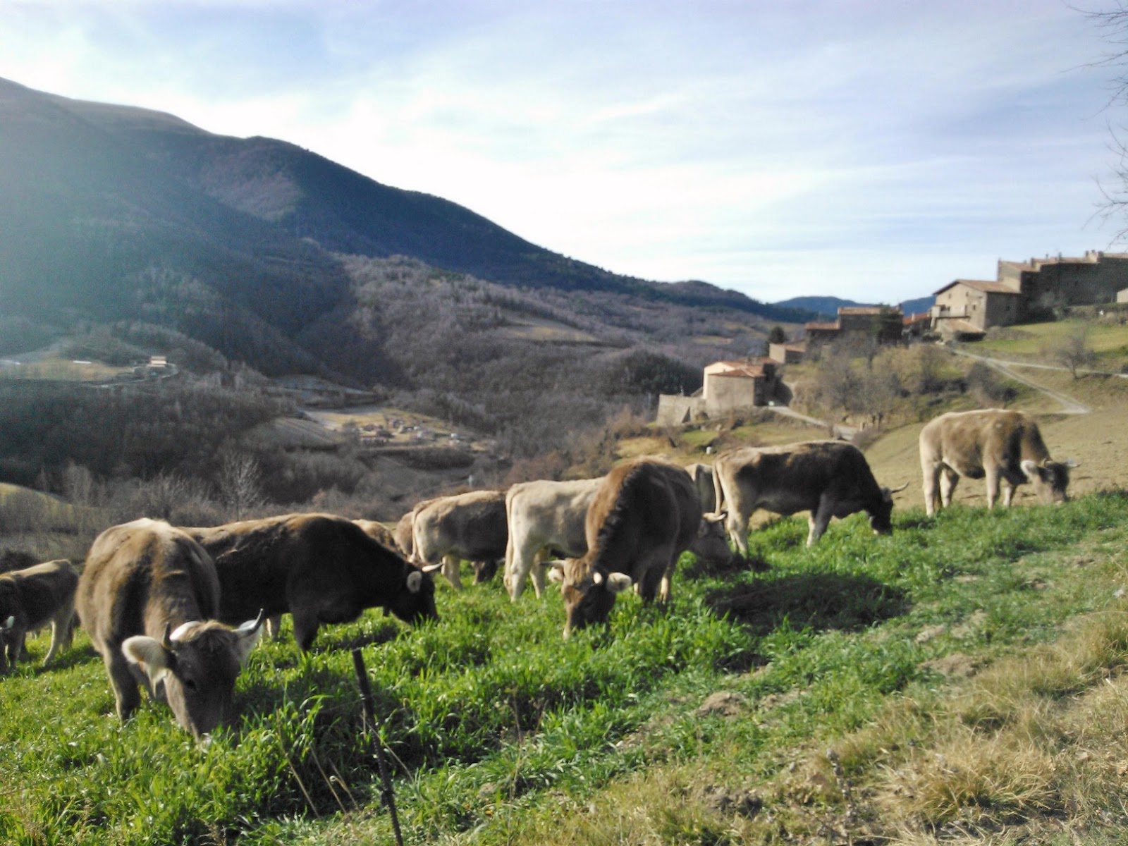 RAMADERIA BOVÍ I EQUÍ ECOLÒGICA DEL RIPOLLÈS