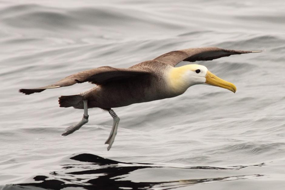 Waved Albatross Info And Pictures | All Wildlife Photographs