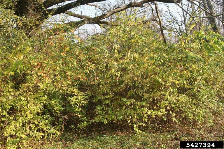 Illinois Invasive Species Awareness Month: Meet your Illinois Invaders!