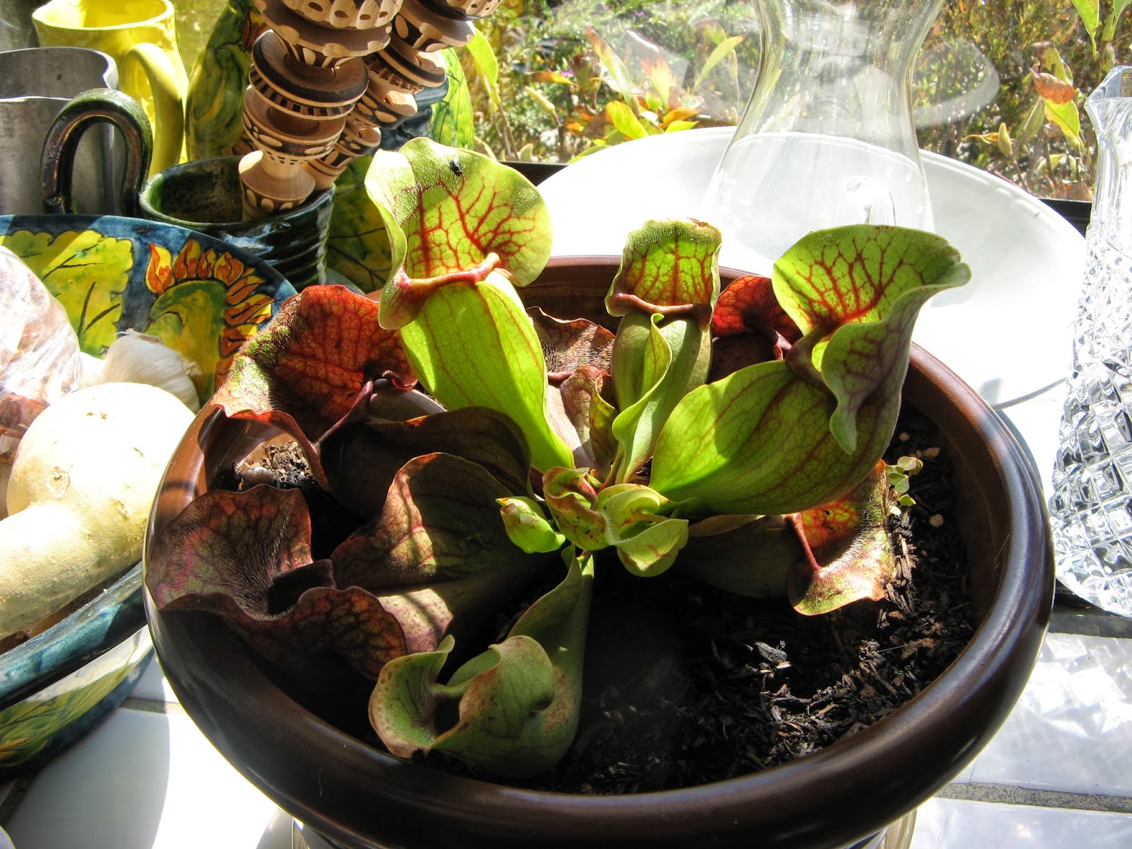 TRAVELS (and more) WITH CECILIA BRAINARD: My Cannibal Pitcher Plant ...