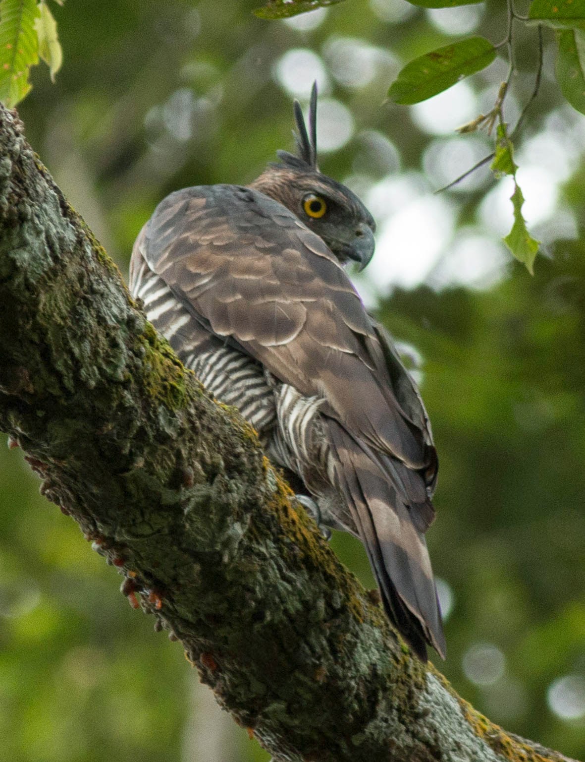 SOUTH EAST ASIA BIRDS - Malaysia birds paradise: The Wallace's hawk ...