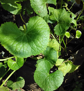 Manfaat pegagan / antanan - Ayo-Berkebun
