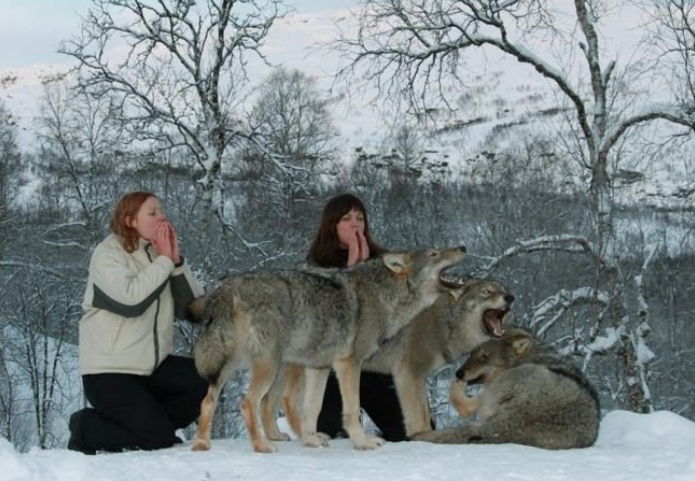 White Wolf : Norwegian Park Allows Visitors to Play with Wolves Under ...